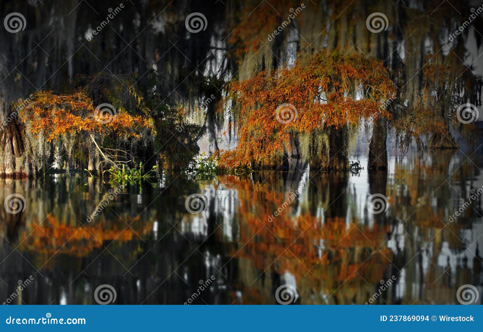 Fall Composition in Cypress Swamps in the USA Stock Photo - Image of ...