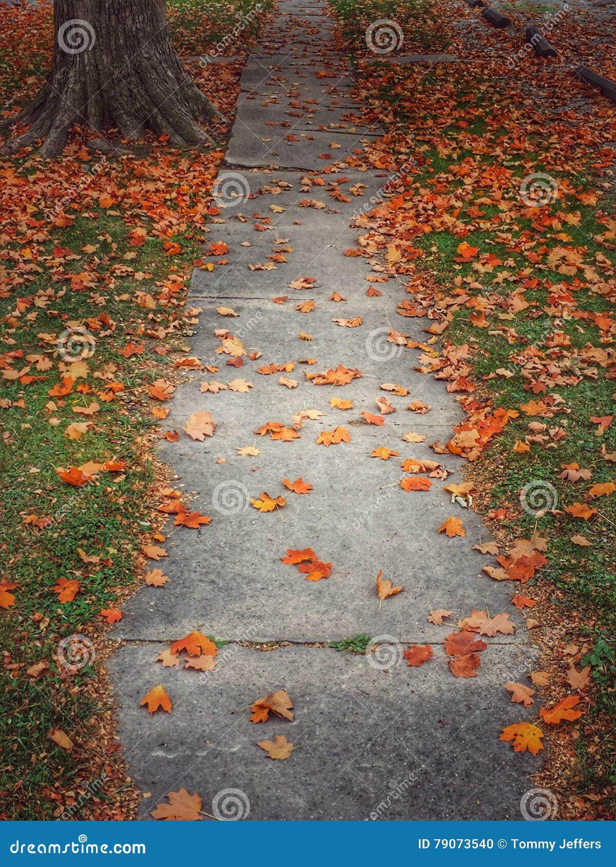 Fall Concrete Path with Orange Leaves Stock Photo - Image of concrete ...