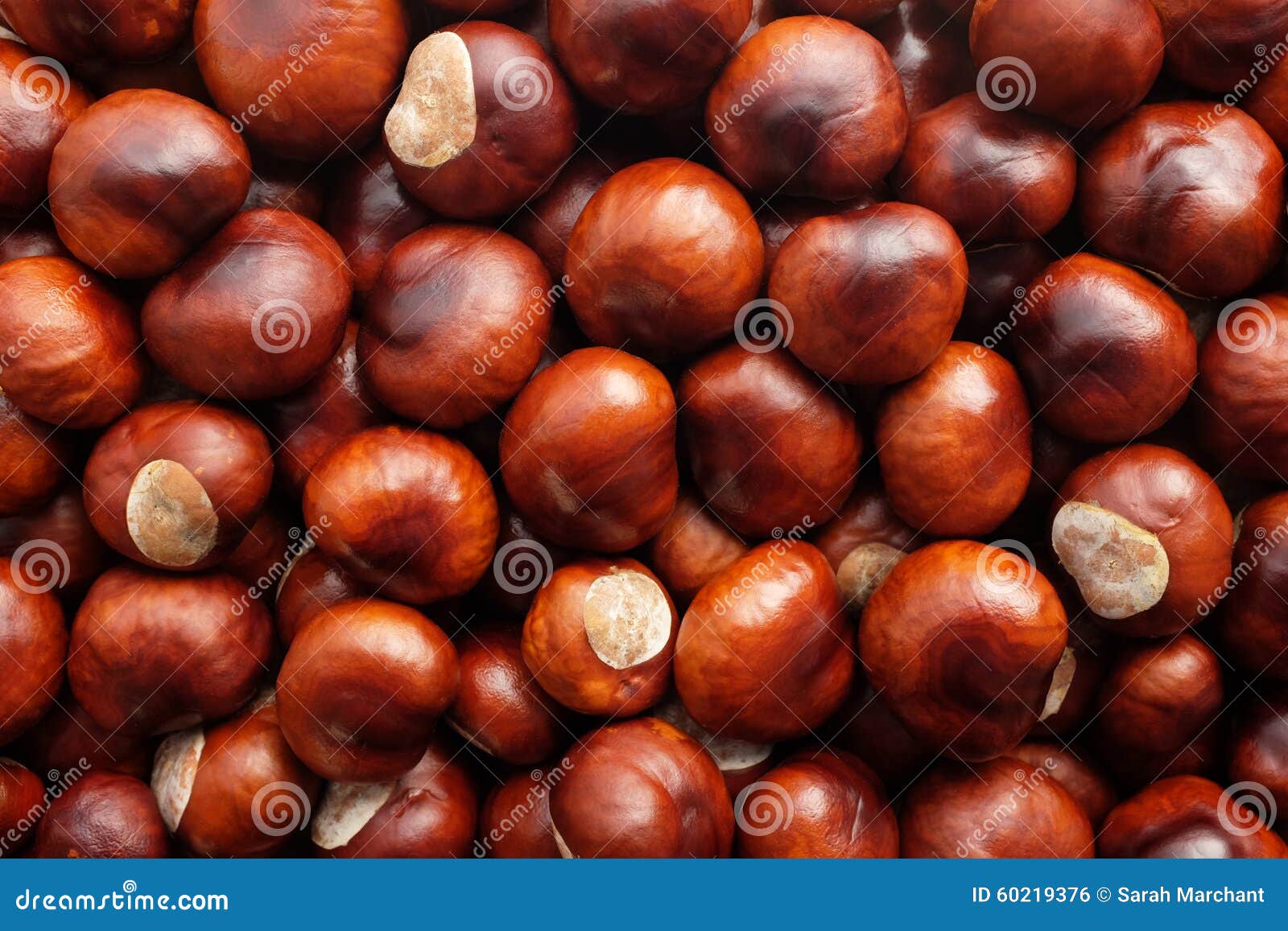 Fall conkers background stock photo. Image of abstract - 60219376