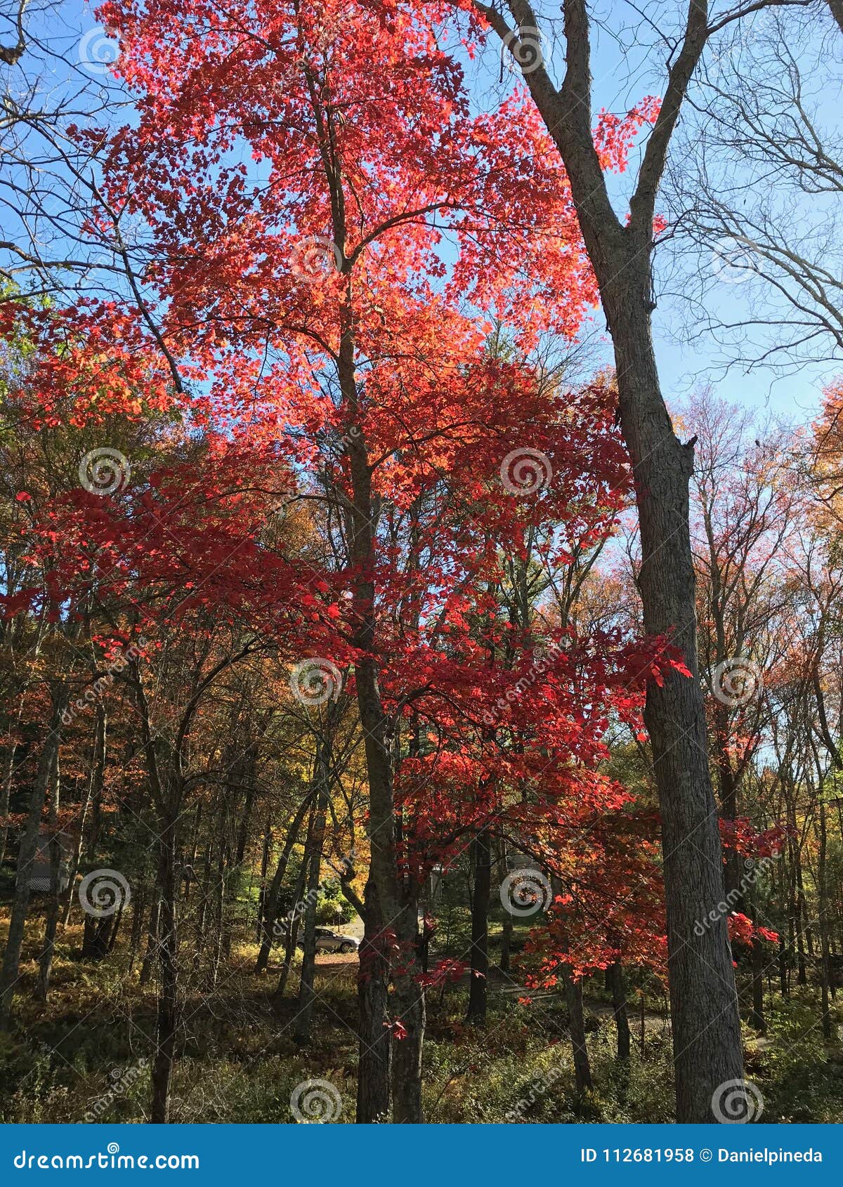 Fall in Connecticut. Red Trees. Fall 2017. Stock Photo - Image of blue ...