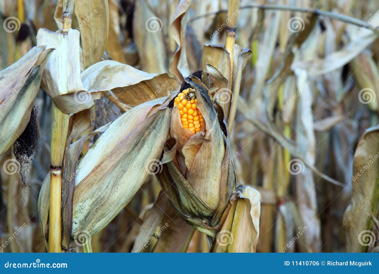 Fall Corn stock photo. Image of produce, farming, plant - 11410706