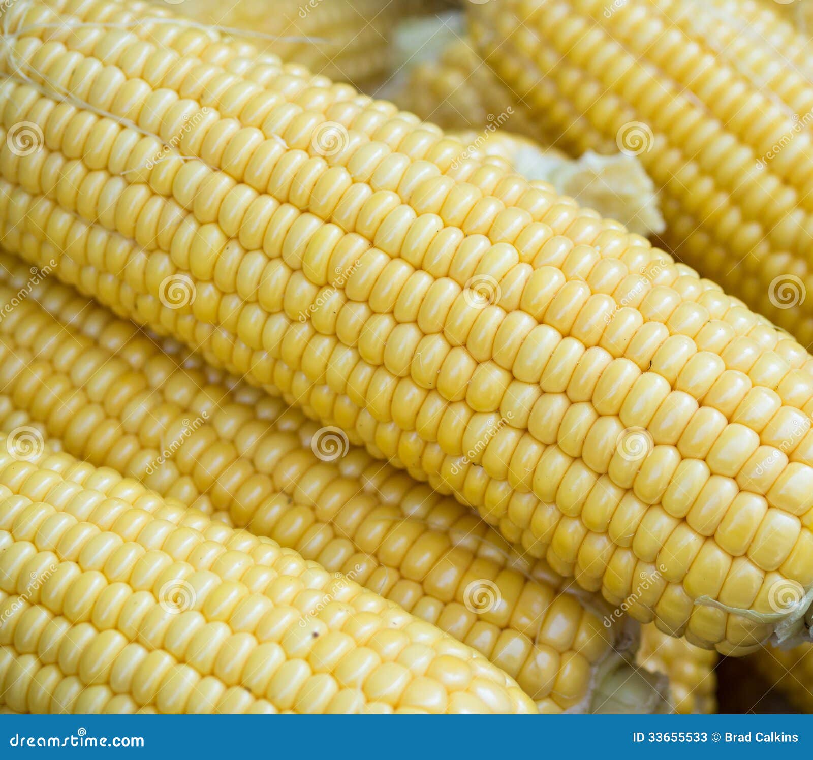 Fall corn stock image. Image of vegetable, food, background - 33655533
