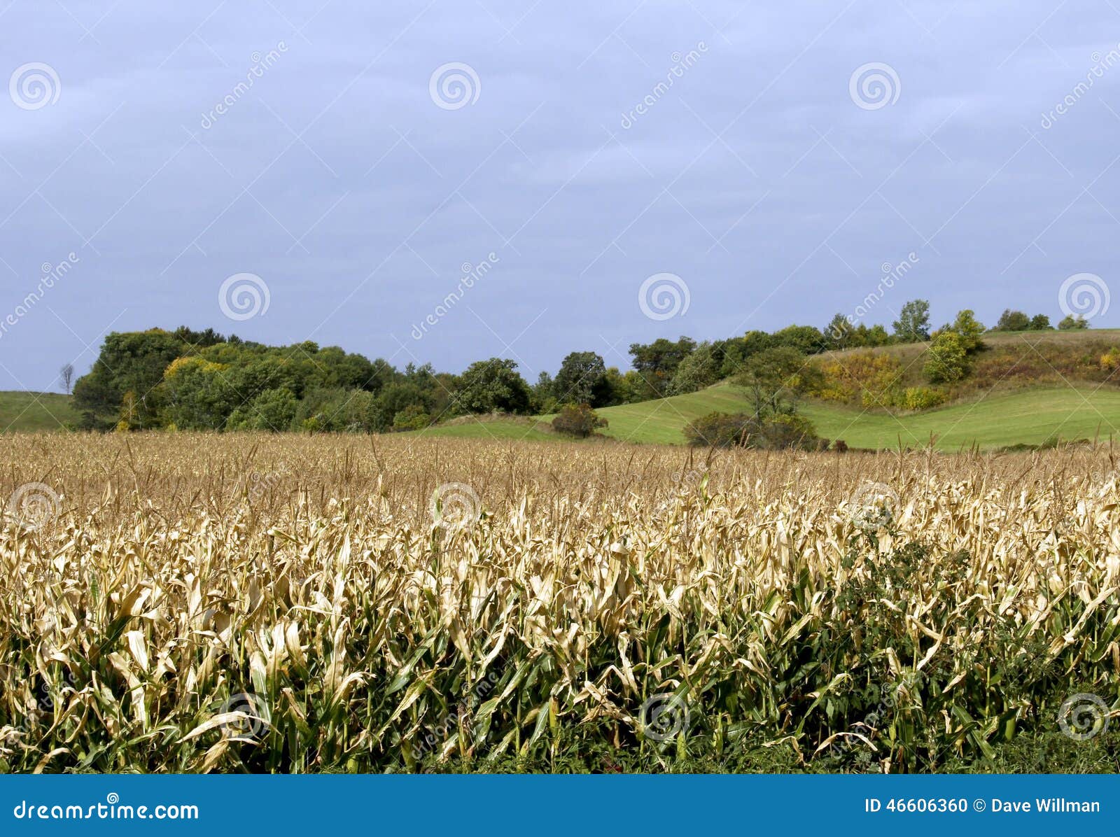 Fall Corn Field Background
