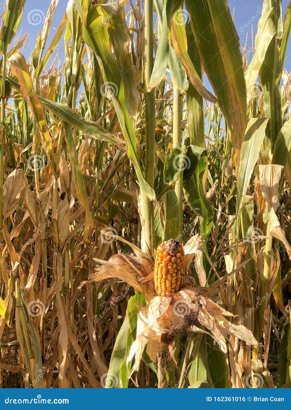 Fall in the corn fields stock photo. Image of fall, dried - 162361016
