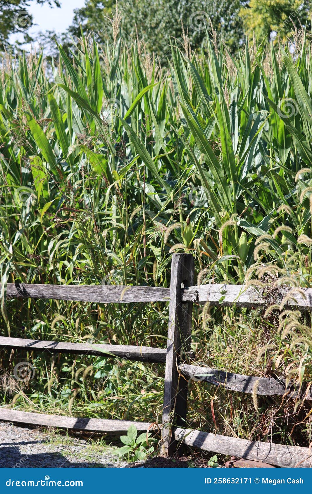 Corn Fence Stock Photography | CartoonDealer.com #45104888