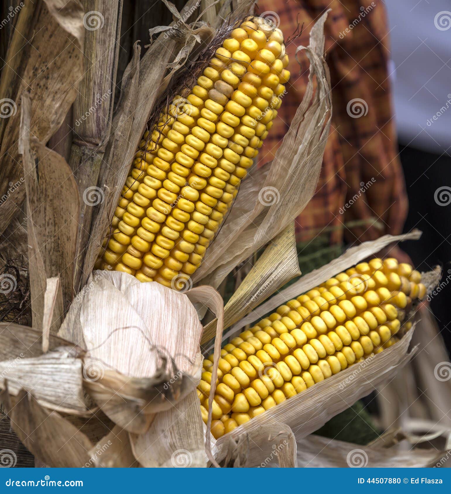 Fall corn stock photo. Image of holiday, autumn, nature - 44507880