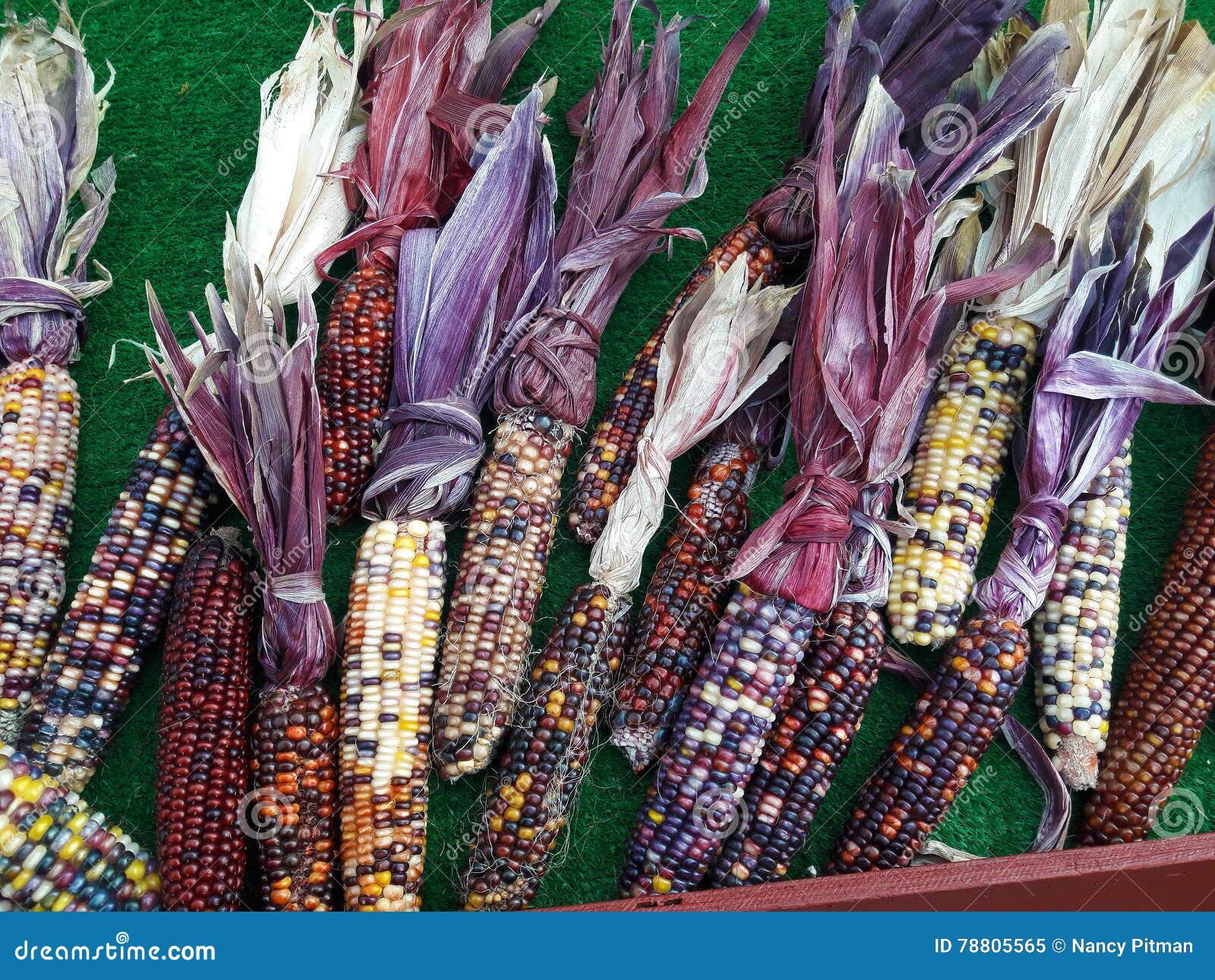 Fall Corn stock image. Image of colors, produce, variety - 78805565