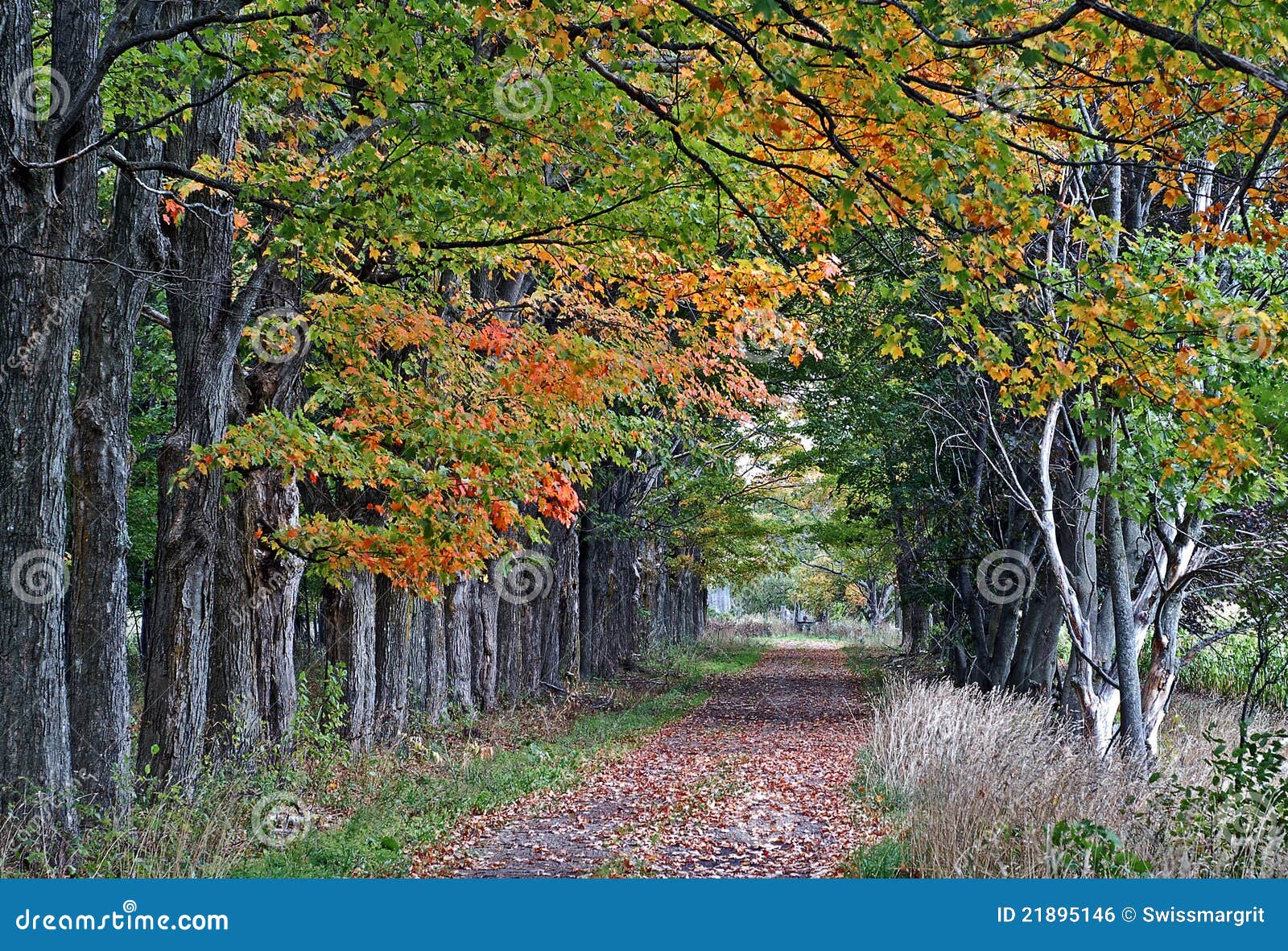 Fall in the country stock photo. Image of bright, autumn - 21895146