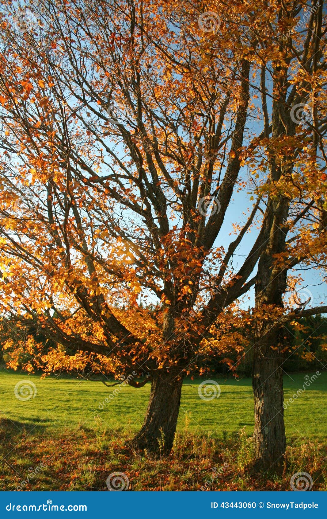 Fall in the Country stock photo. Image of farmland, trees - 43443060