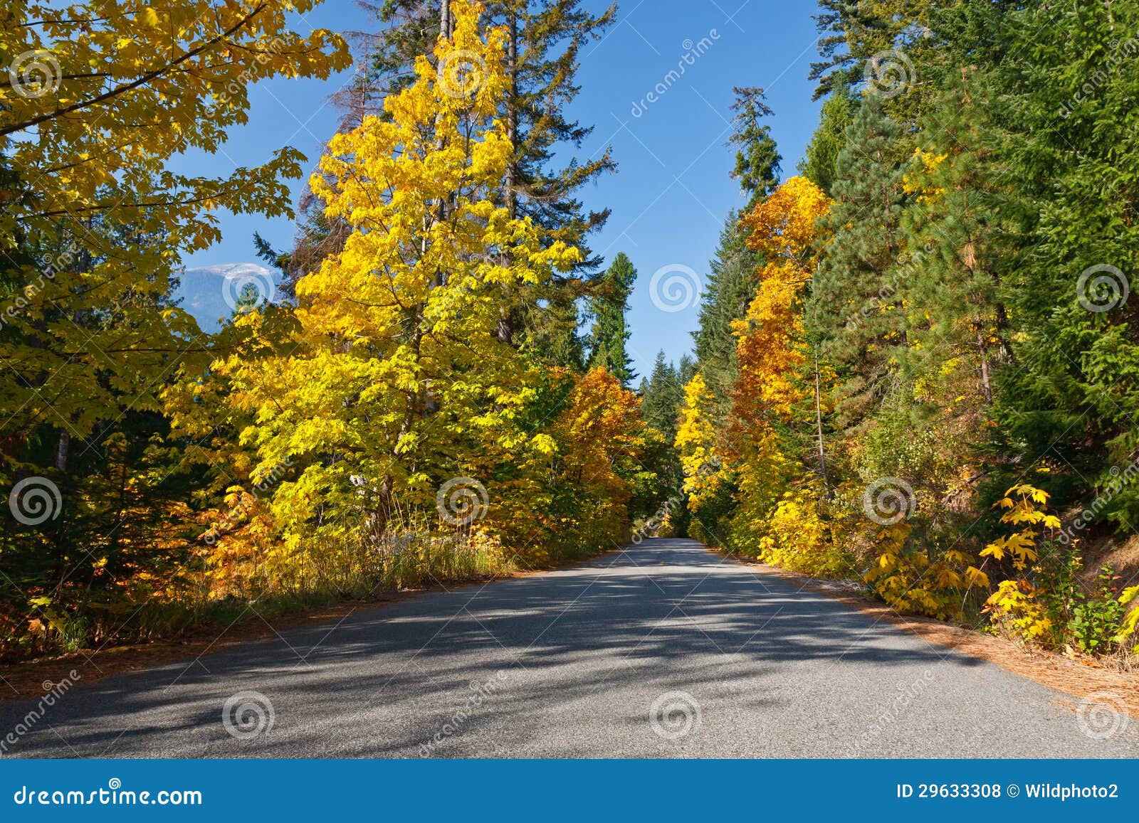 Fall Country Road stock photo. Image of trees, shadows - 29633308