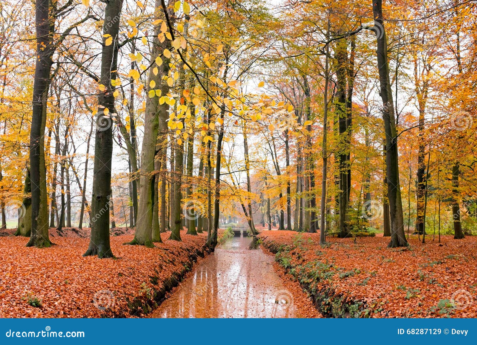 Fall in the Countryside from Netherlands Stock Image - Image of meadow ...