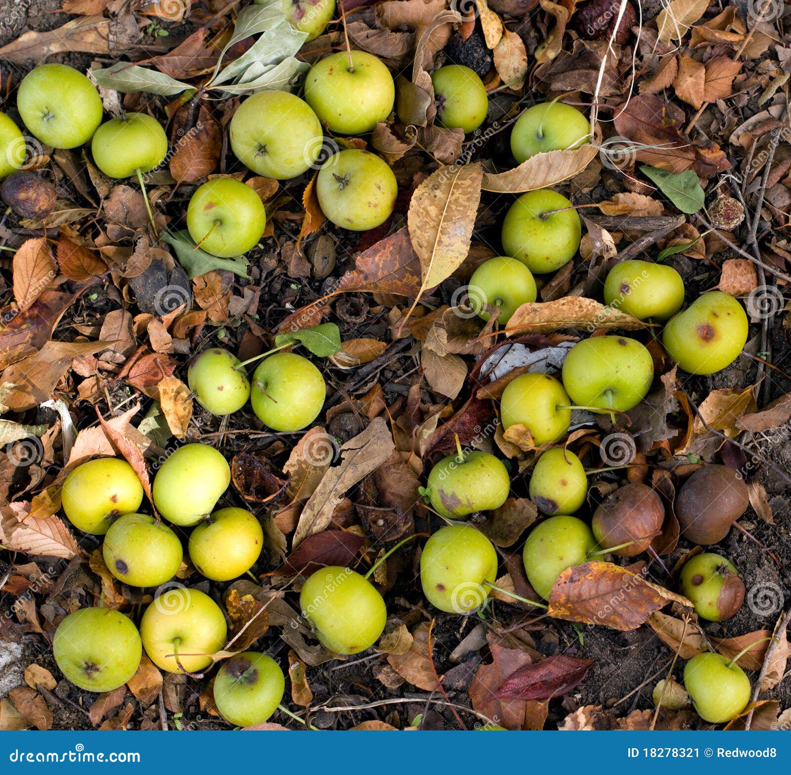 Fall Crab Apples on the Forest Floor Stock Image - Image of deciduous ...
