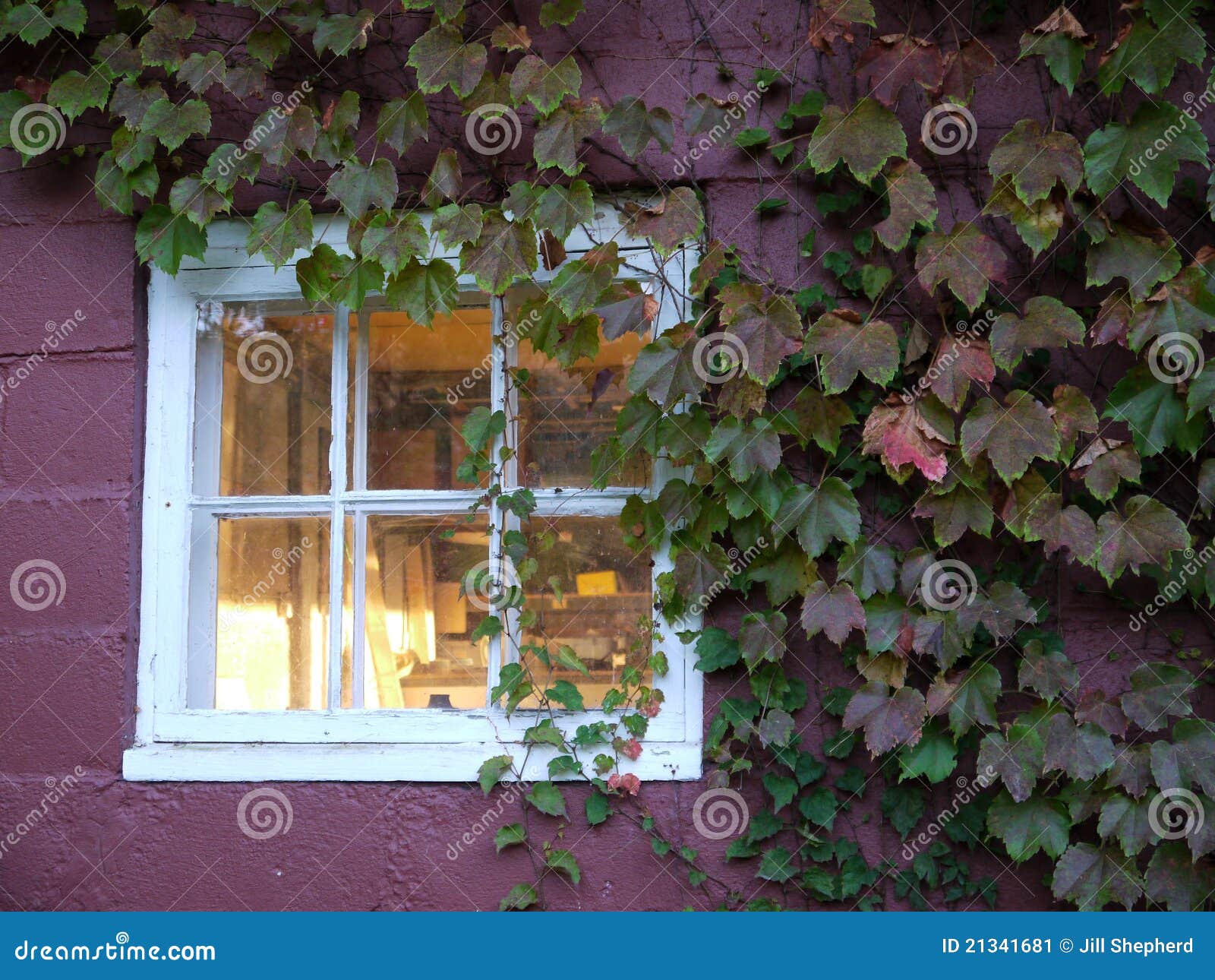 Fall: Creeper Around Window in Red Wall Stock Image - Image of plant ...