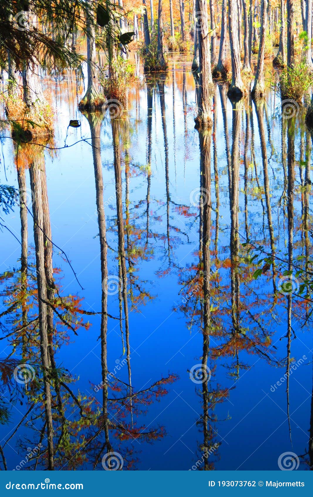 Fall Cypress Trees and Clear Blue Sky Reflected in Water Stock Photo ...