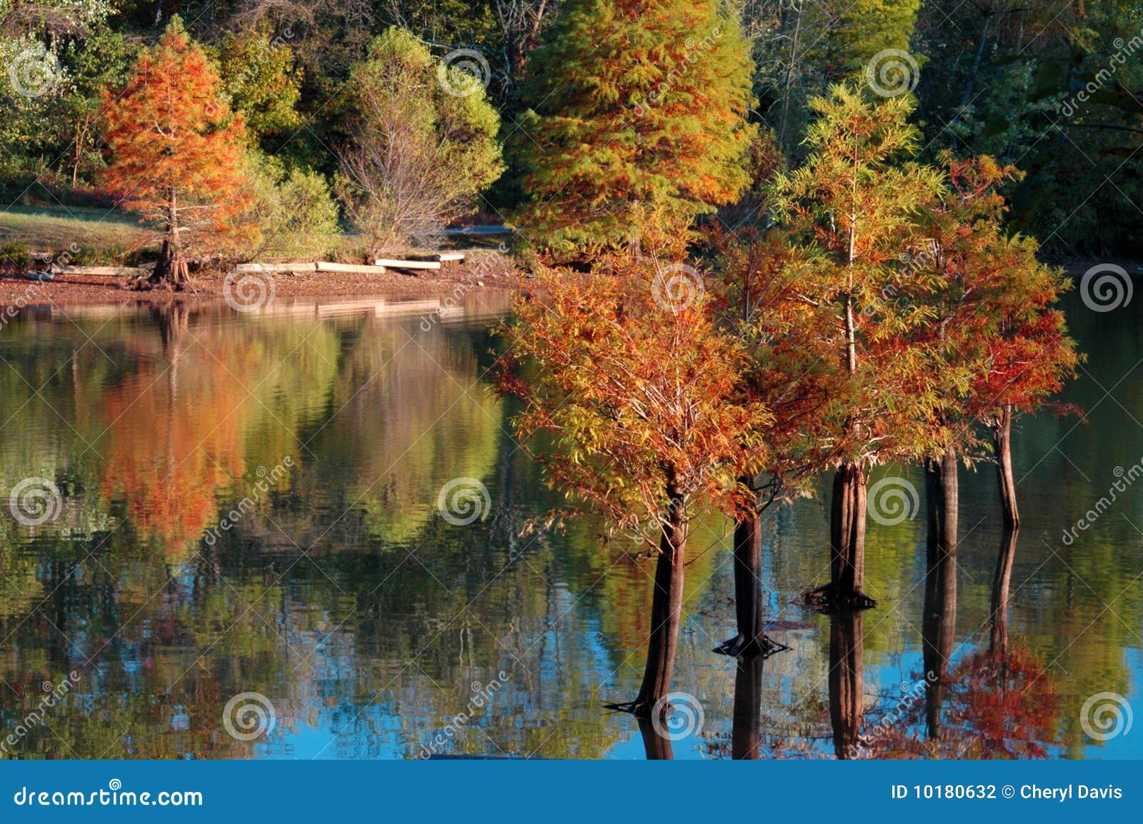 Fall Cypress Trees Water Reflection Stock Photo - Image of forest ...