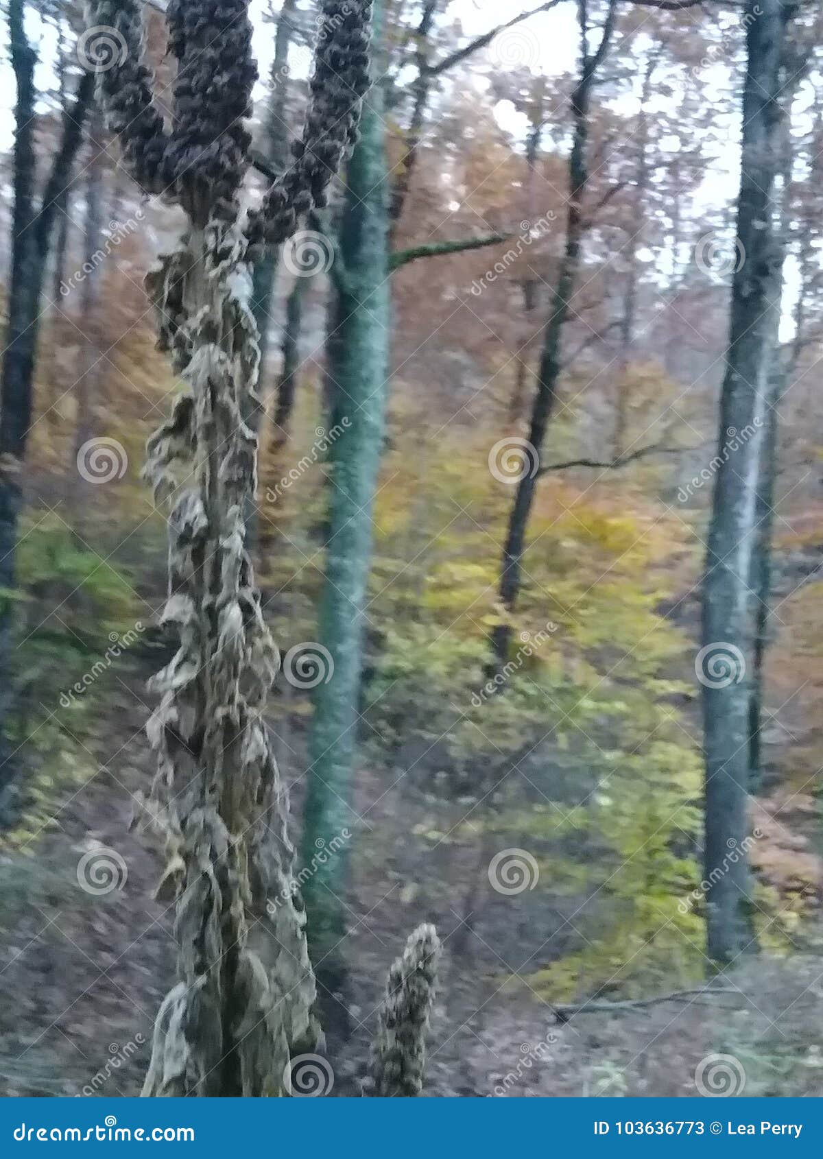 Fall Day in the Clark State Forest Stock Image - Image of fall, forest ...
