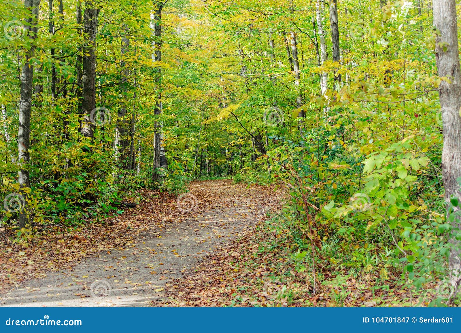 Wooded Path in the Fall. stock image. Image of rocks - 104701847