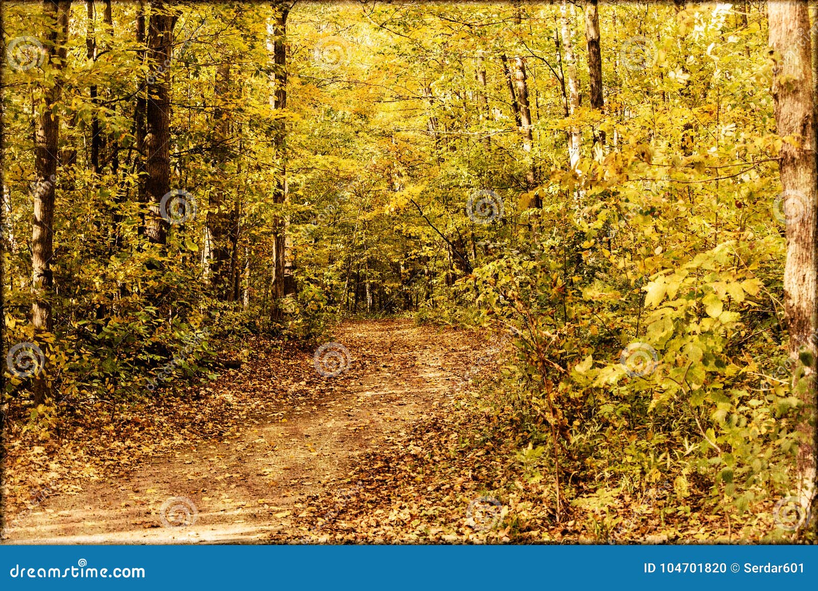 Wooded Path in the Fall. stock photo. Image of colour - 104701820