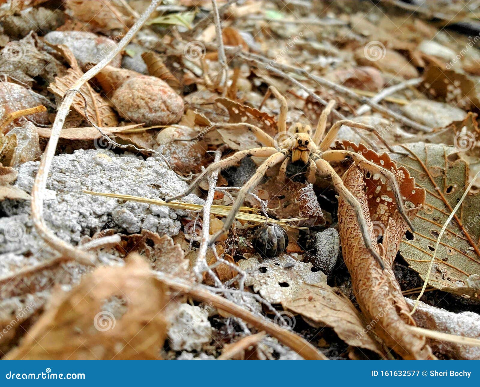 Fall days eight legs stock image. Image of fall, spider - 161632577