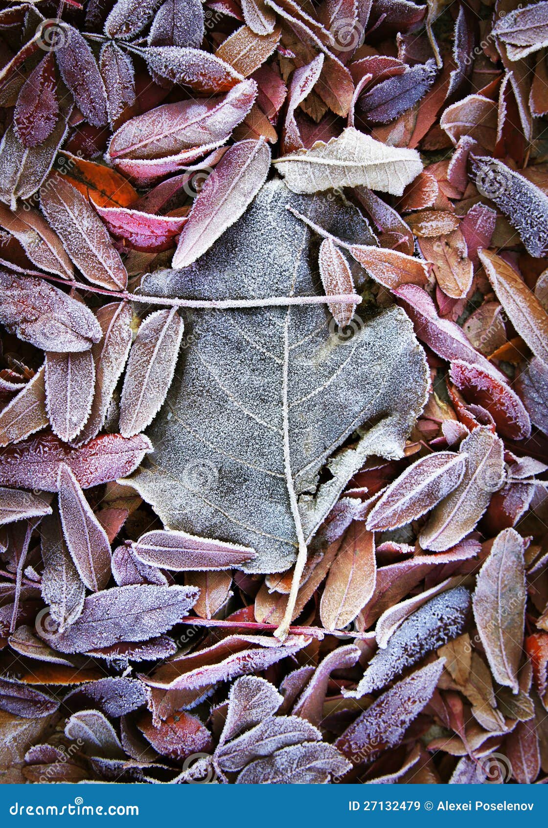 Fall dead leaves stock image. Image of dramatic, flora - 27132479