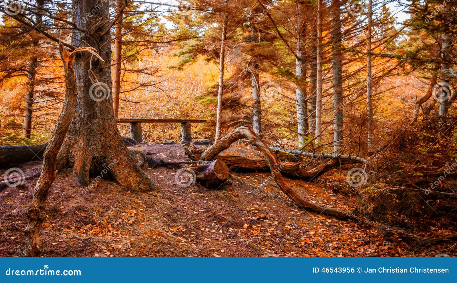 Fall in Denmark stock photo. Image of leaves, canon, background - 46543956