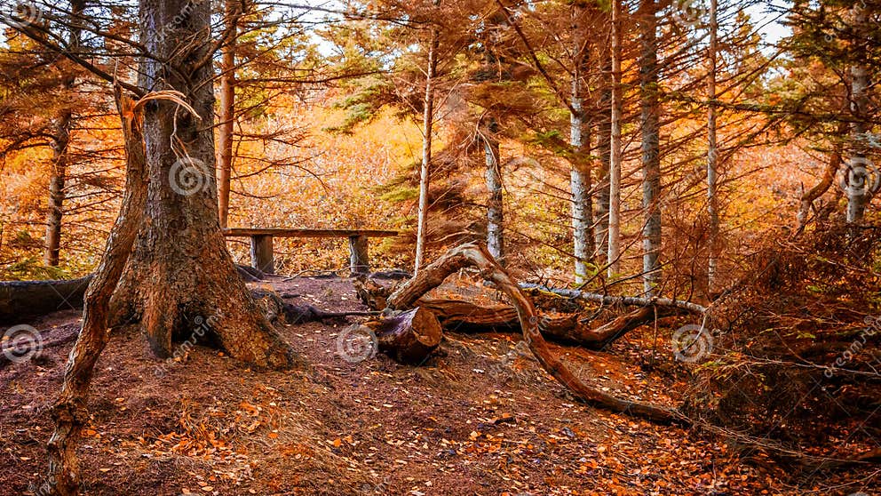 Fall in Denmark stock photo. Image of leaves, canon, background - 46543956