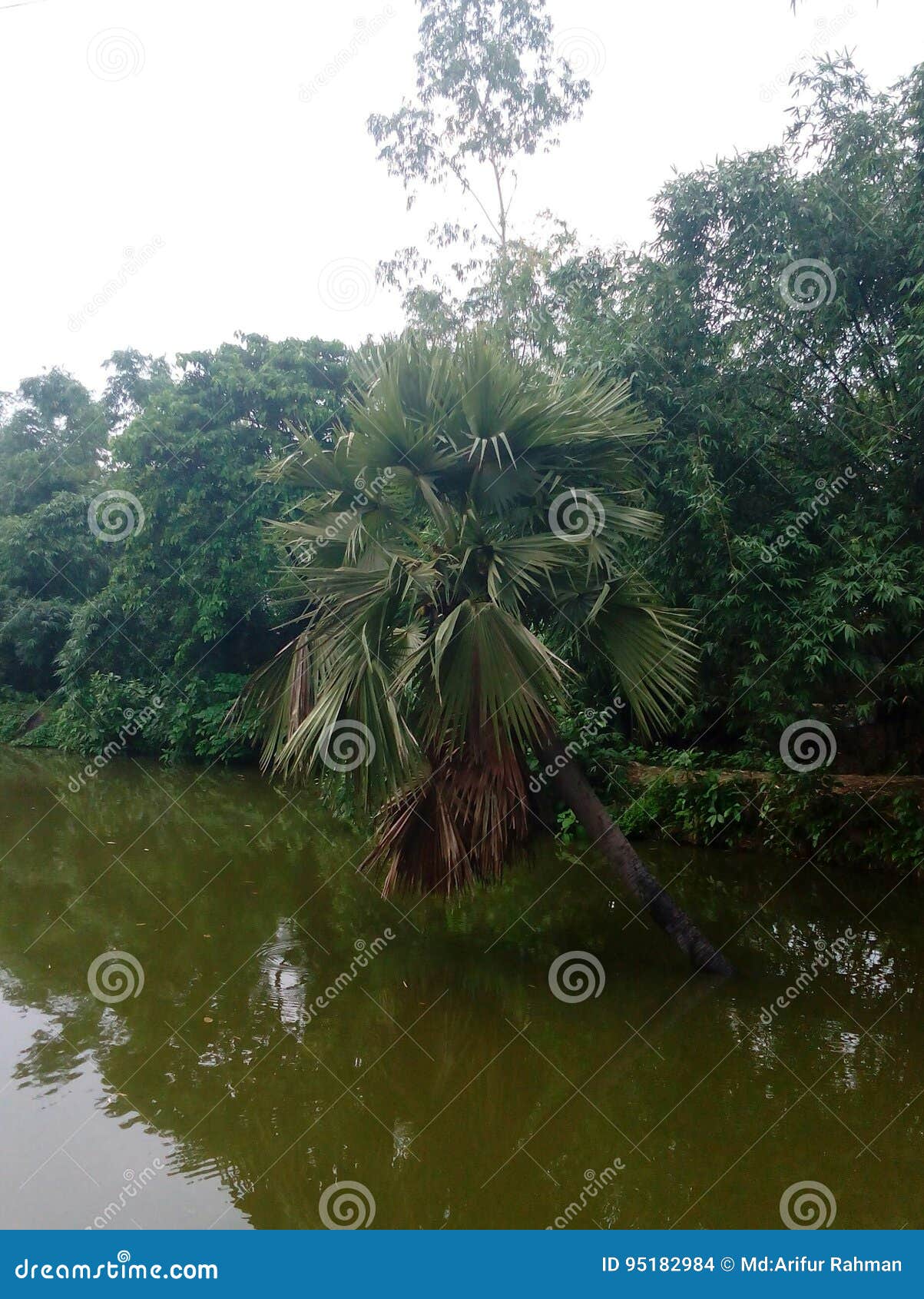 Fall and die stock photo. Image of falling, fall, tree - 95182984