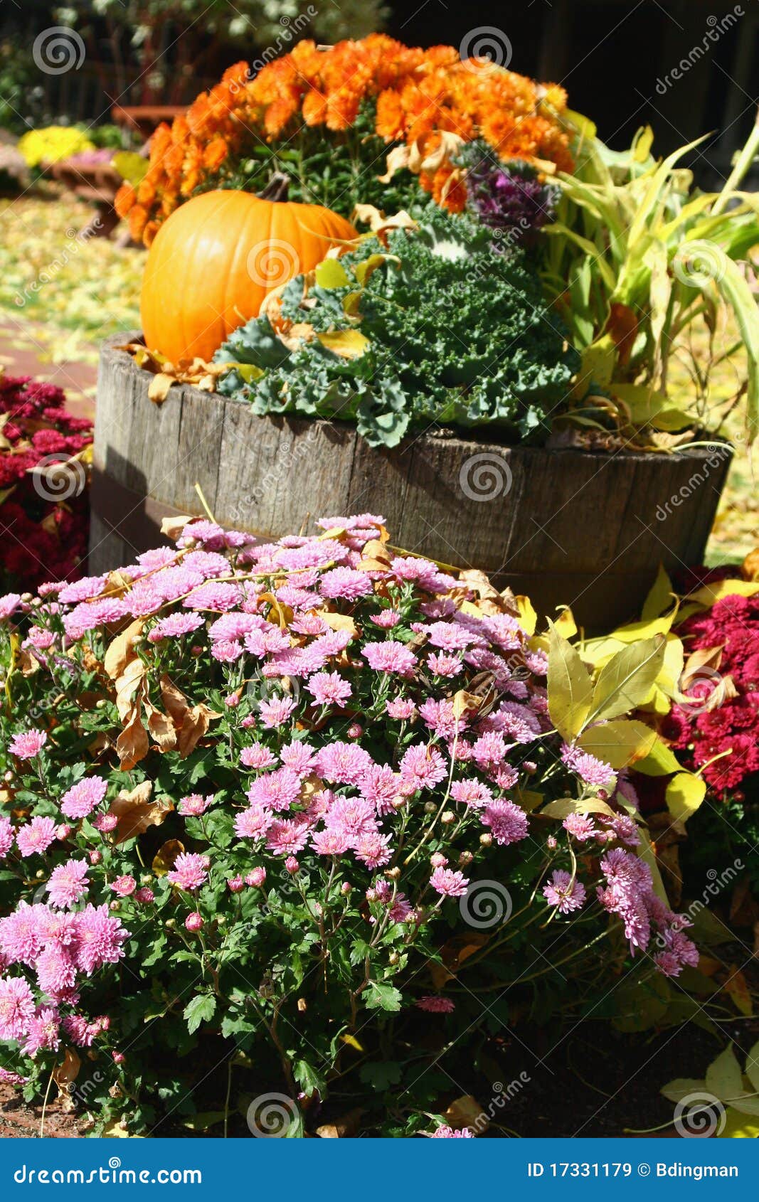 Fall Display stock image. Image of nature, chrysanthemums - 17331179