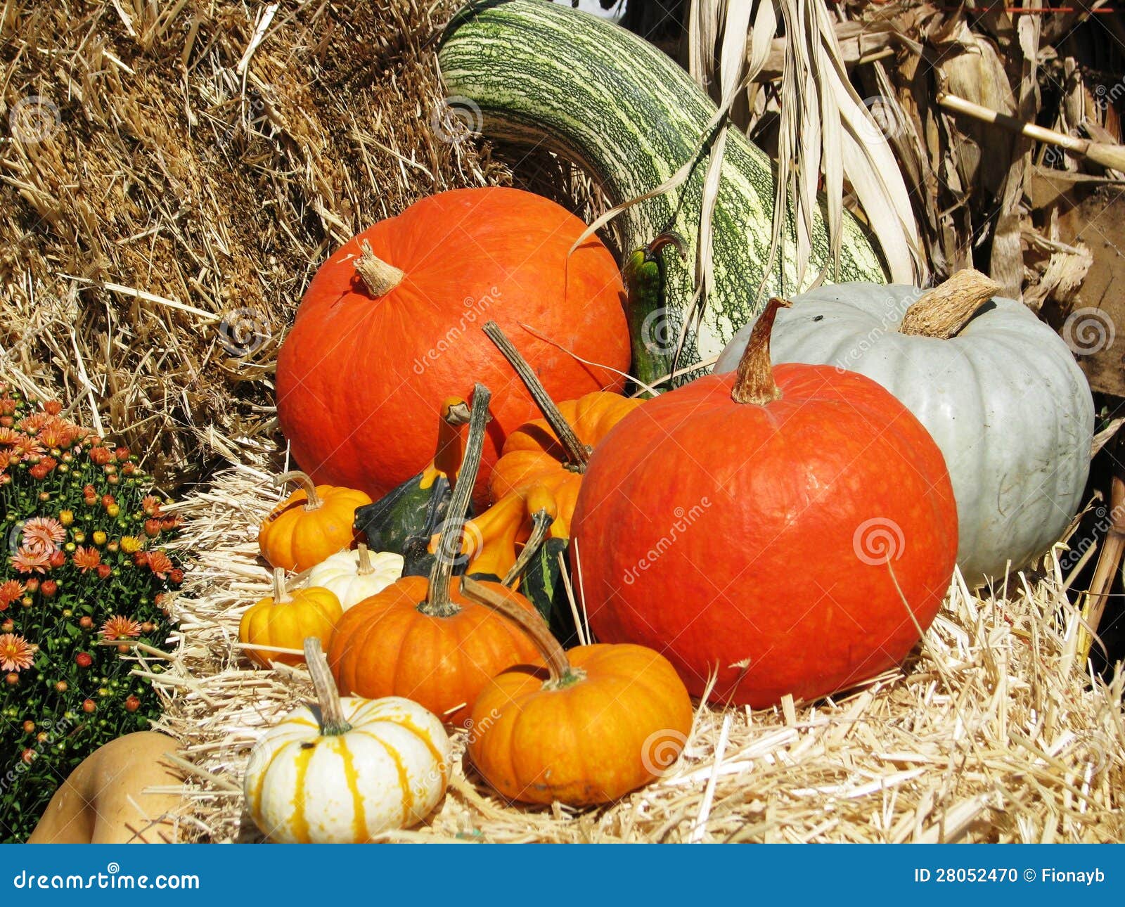 Fall Display stock photo. Image of fall, display, gourds - 28052470
