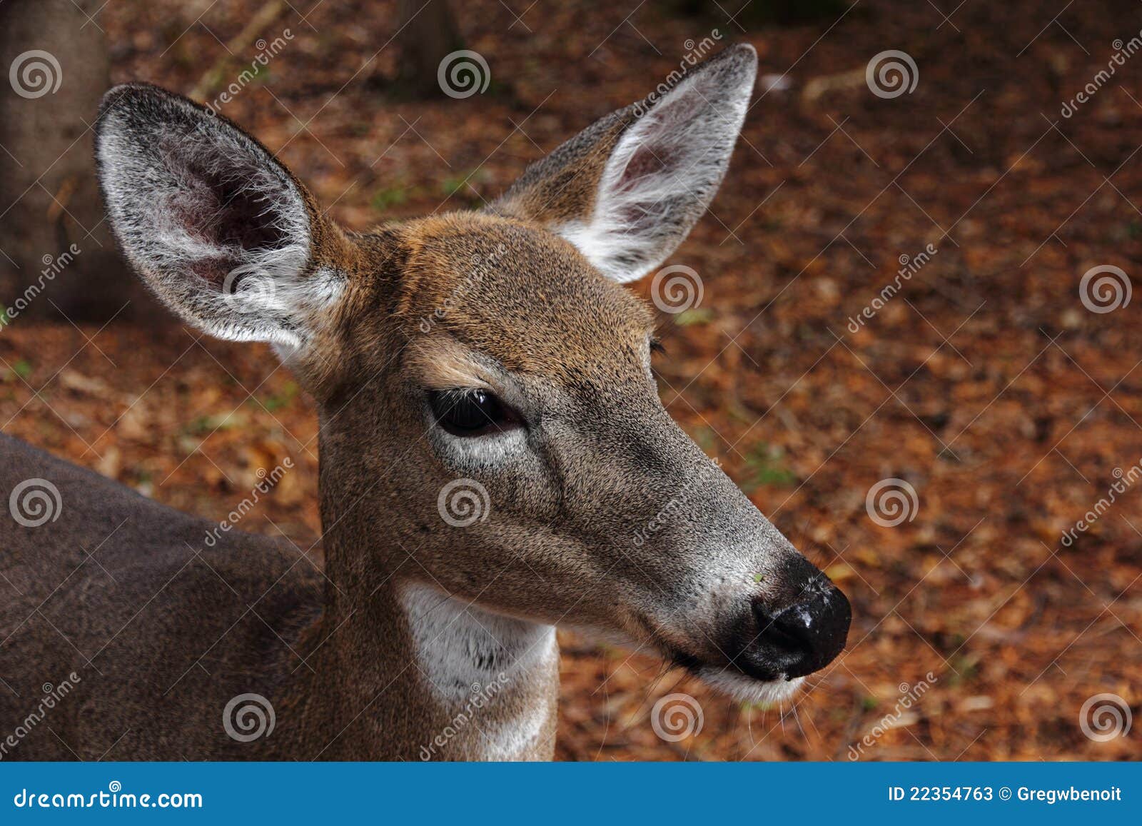 Fall Doe stock image. Image of forest, fall, female, colorful - 22354763