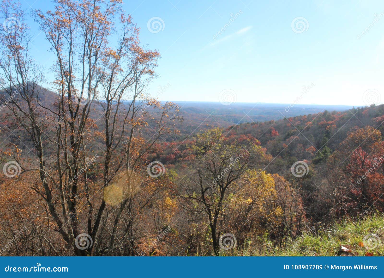 Fall Dreams stock image. Image of leaves, trees, yellow - 108907209