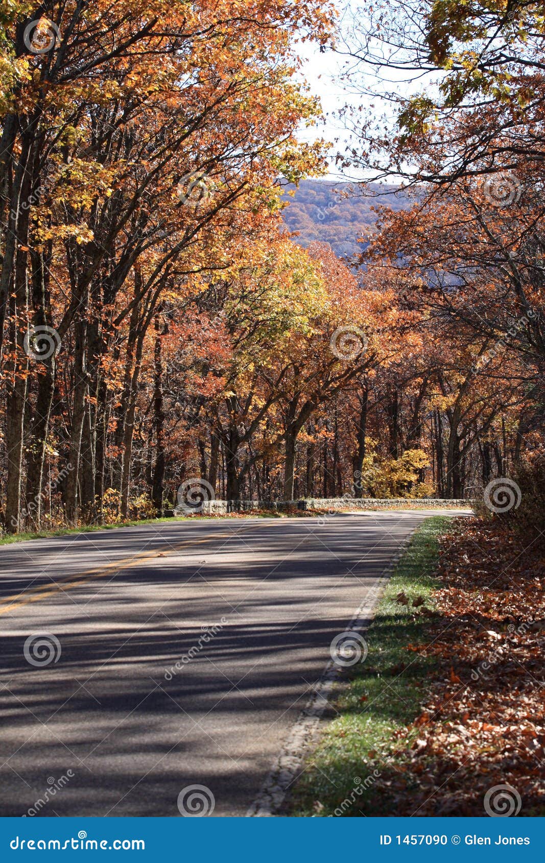 Fall drive stock photo. Image of drive, botanical, foliage - 1457090