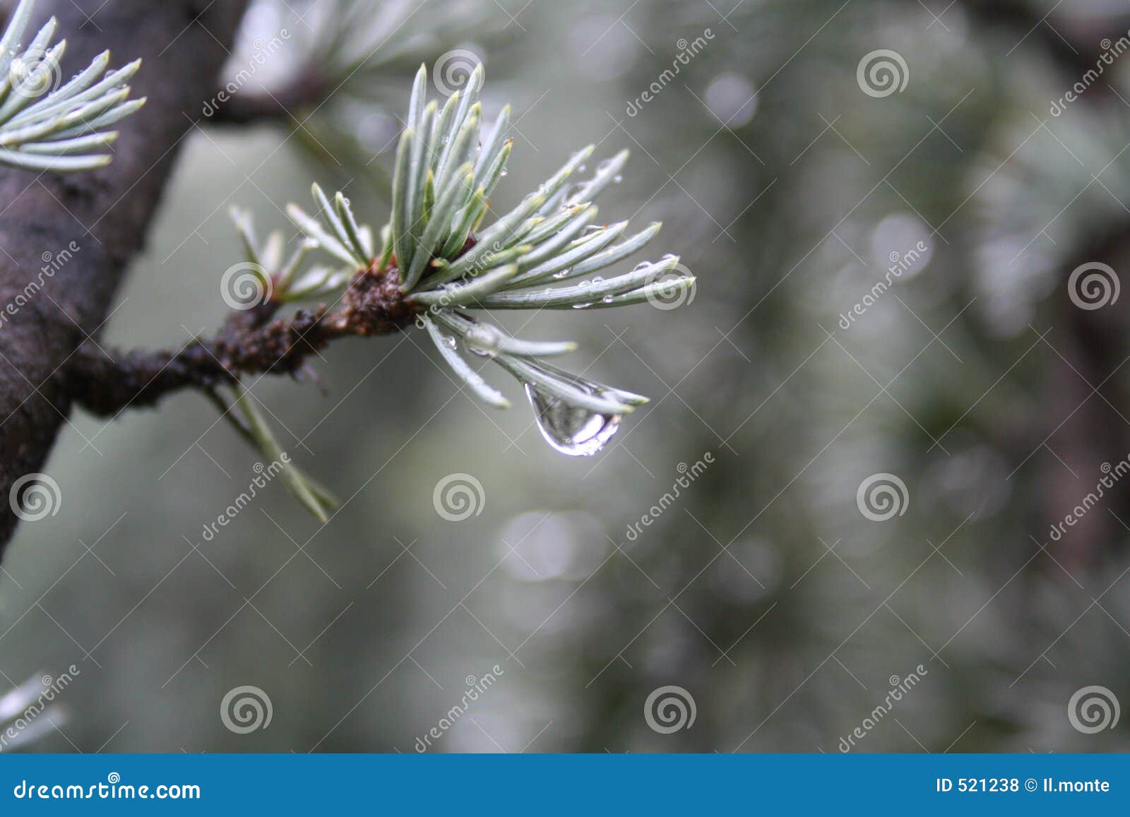 Fall drop 2 stock photo. Image of green, trees, tree, reflections - 521238