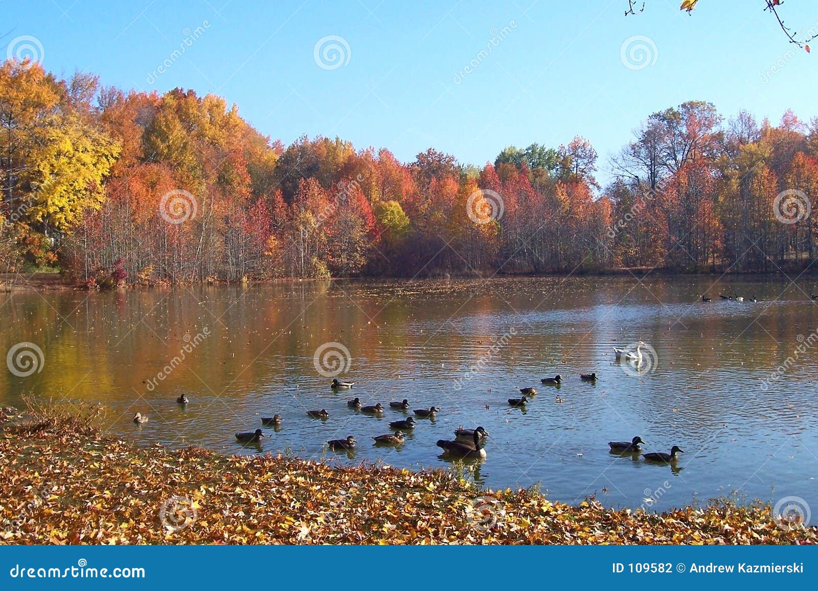 Fall Duck pond stock photo. Image of lake, colors, ripples - 109582