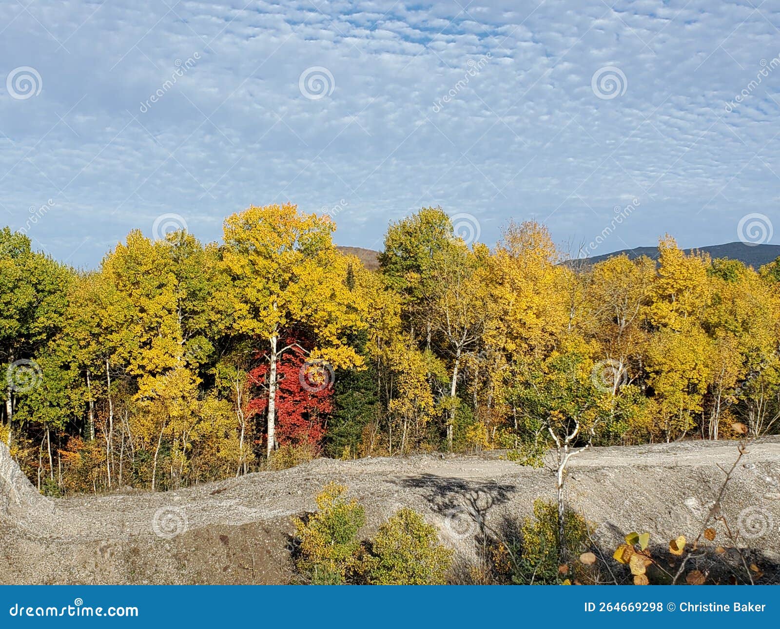 Fall early bloomer stock photo. Image of sunlight, mountain - 264669298