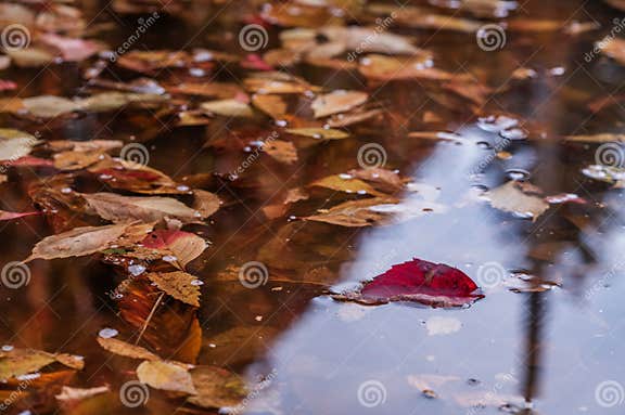 Fall Eaves in the Water. Reflection in a Puddle Stock Photo - Image of ...