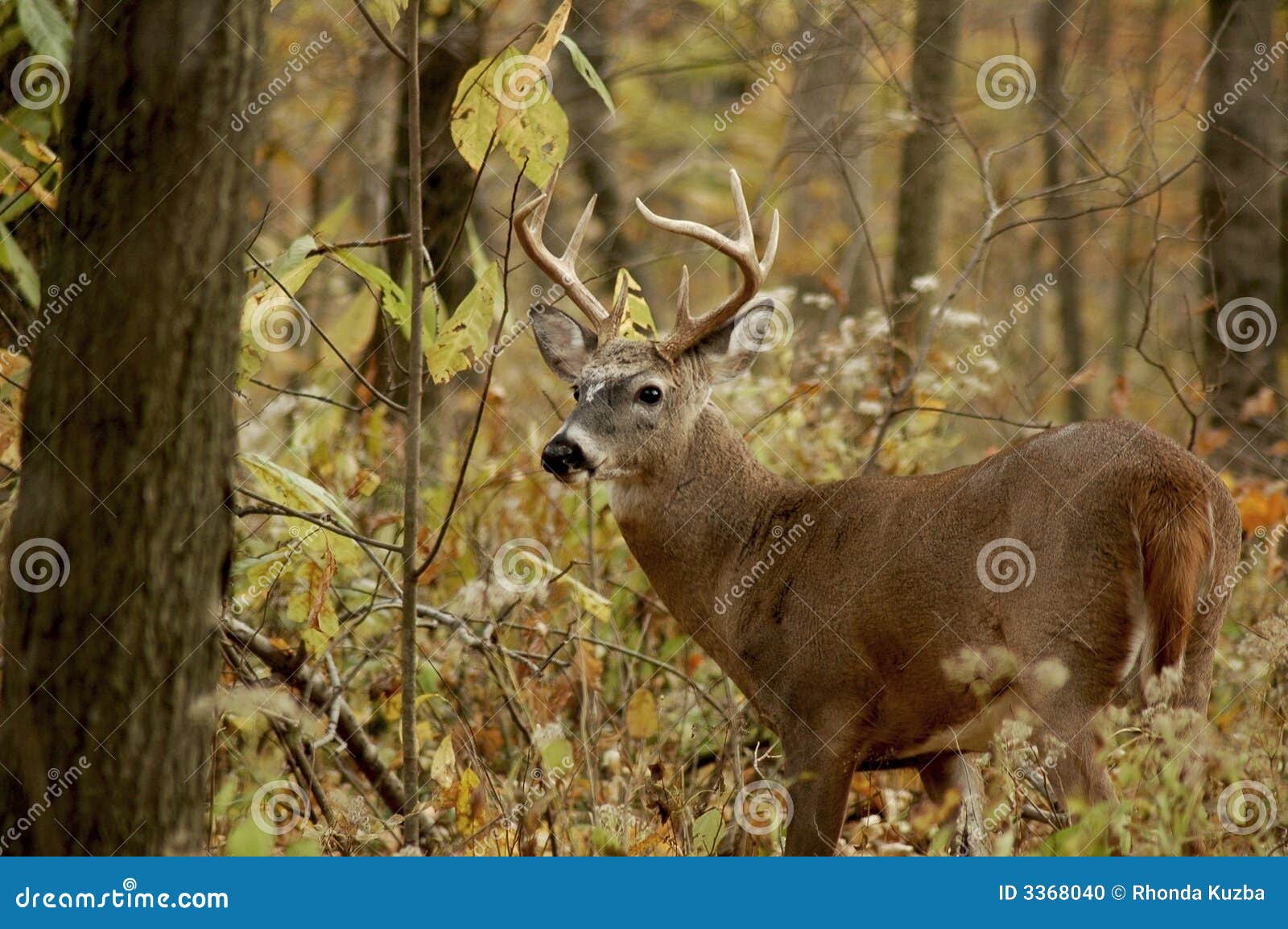 Fall Eight Buck Grazing stock photo. Image of woods, point - 3368040