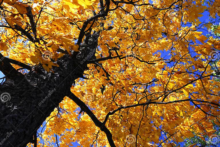 Fall elm tree stock photo. Image of leaves, perspective - 3478248