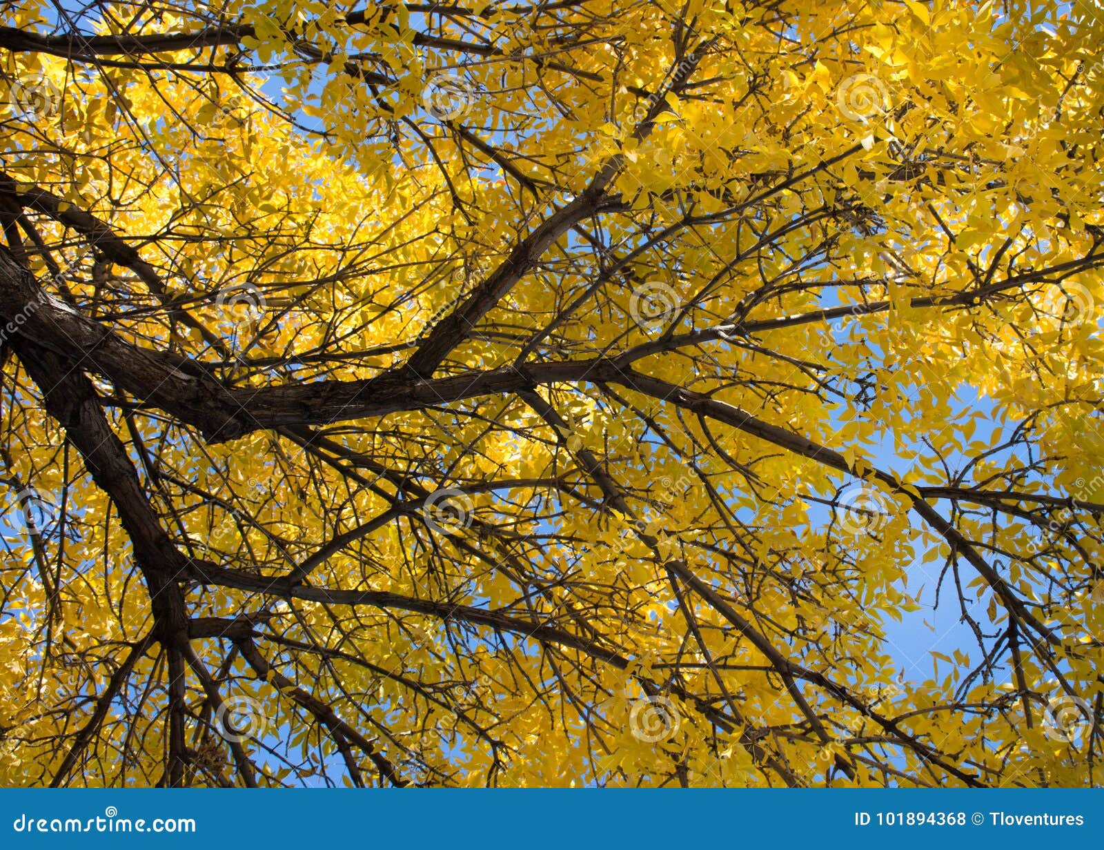 Fall Elm Tree with Branch at Left Stock Photo - Image of blue, multiple ...