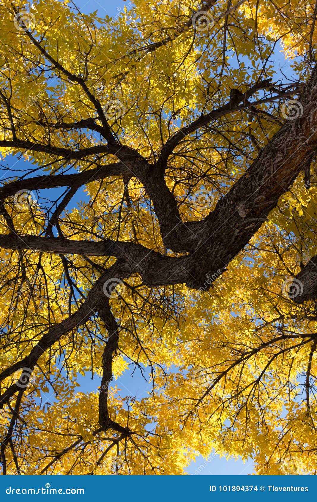 Fall Elm Tree with Trunk at Upper Right Stock Photo - Image of sunlight ...