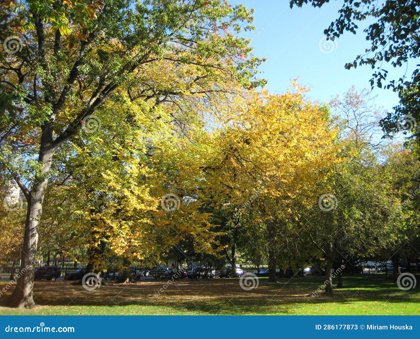 Fall is Entering Boston Common Stock Image - Image of tree, park: 286177873