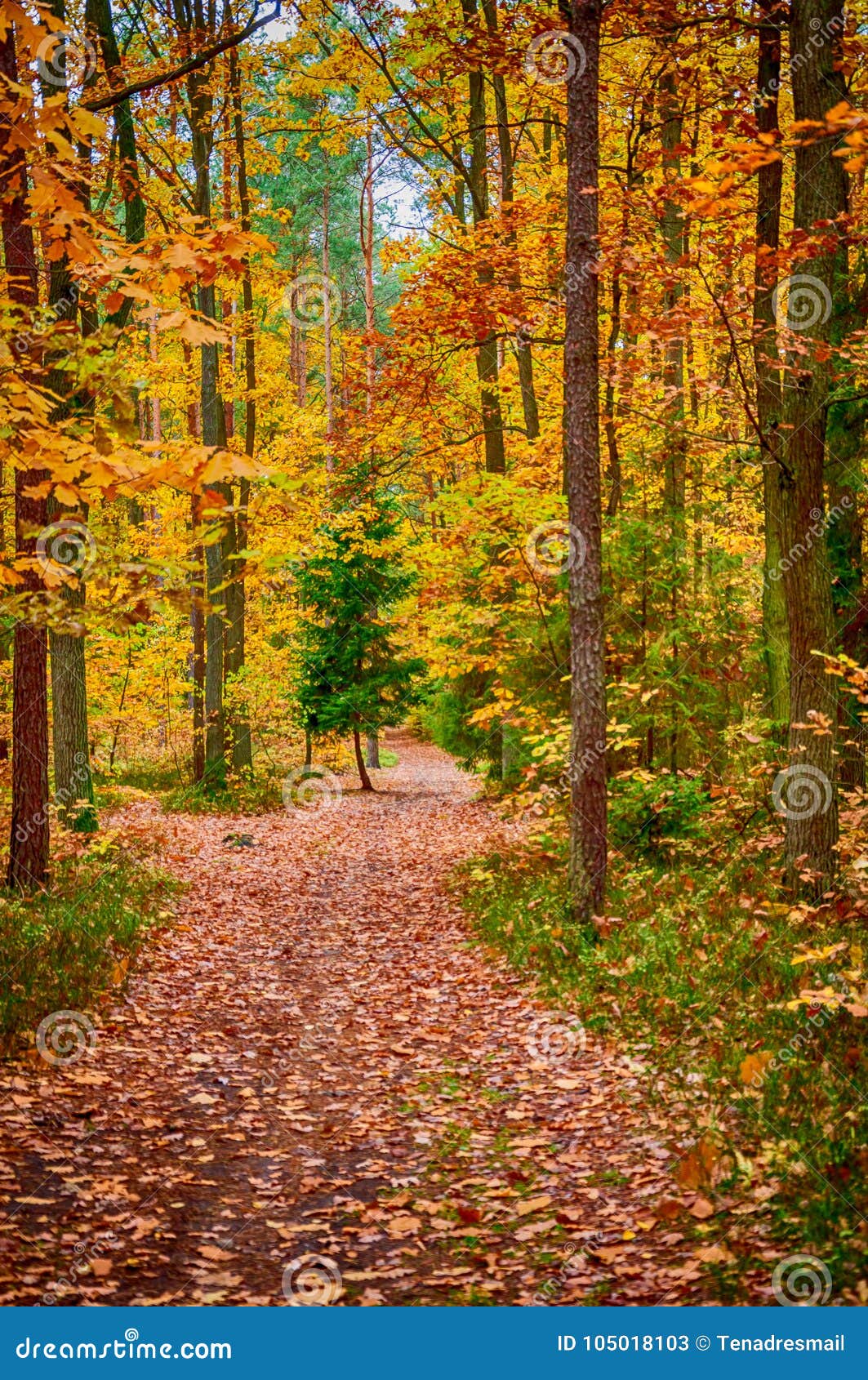 Autumn on forest path V stock image. Image of leafs - 105018103