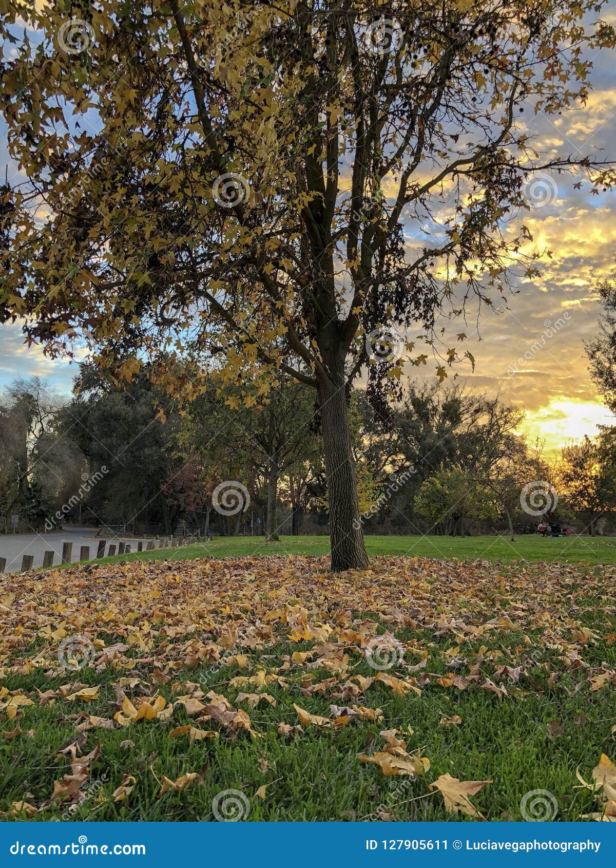 Fall Evening with Sky View stock image. Image of warm - 127905611