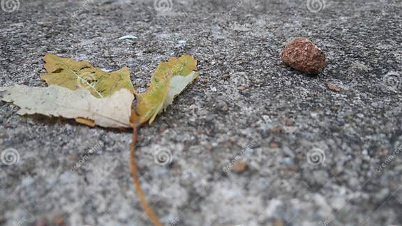 Fall stock photo. Image of fallen, nature, pebble, fall - 79890854