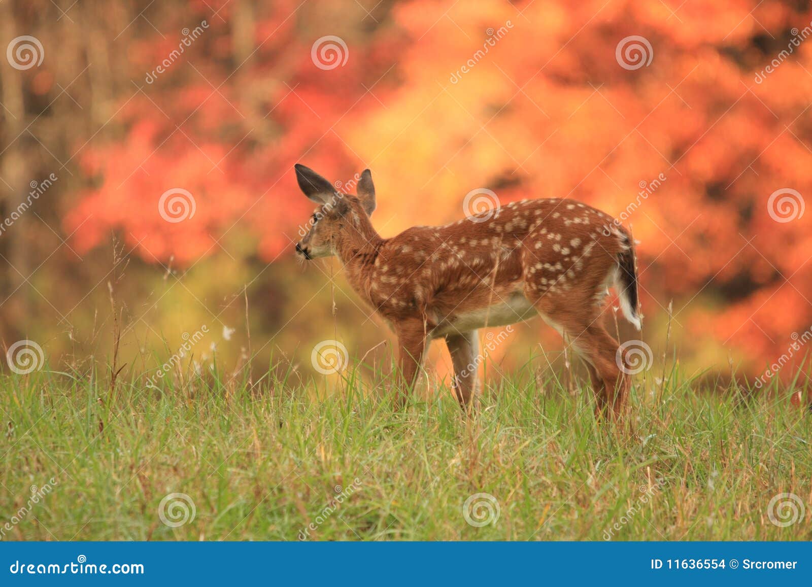 Fall Fawn 2 stock photo. Image of mammal, fence, whitetail - 11636554