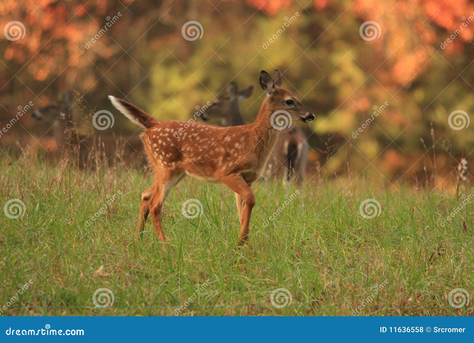 Fall Fawn 3 stock photo. Image of mammal, buck, cades - 11636558