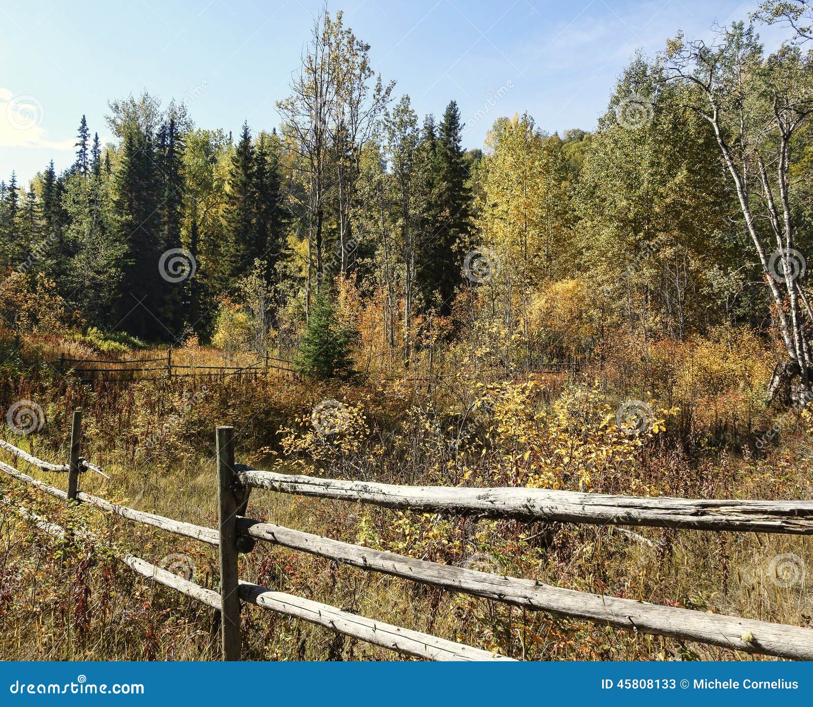 Fall Fences stock image. Image of fall, wooden, birch - 45808133