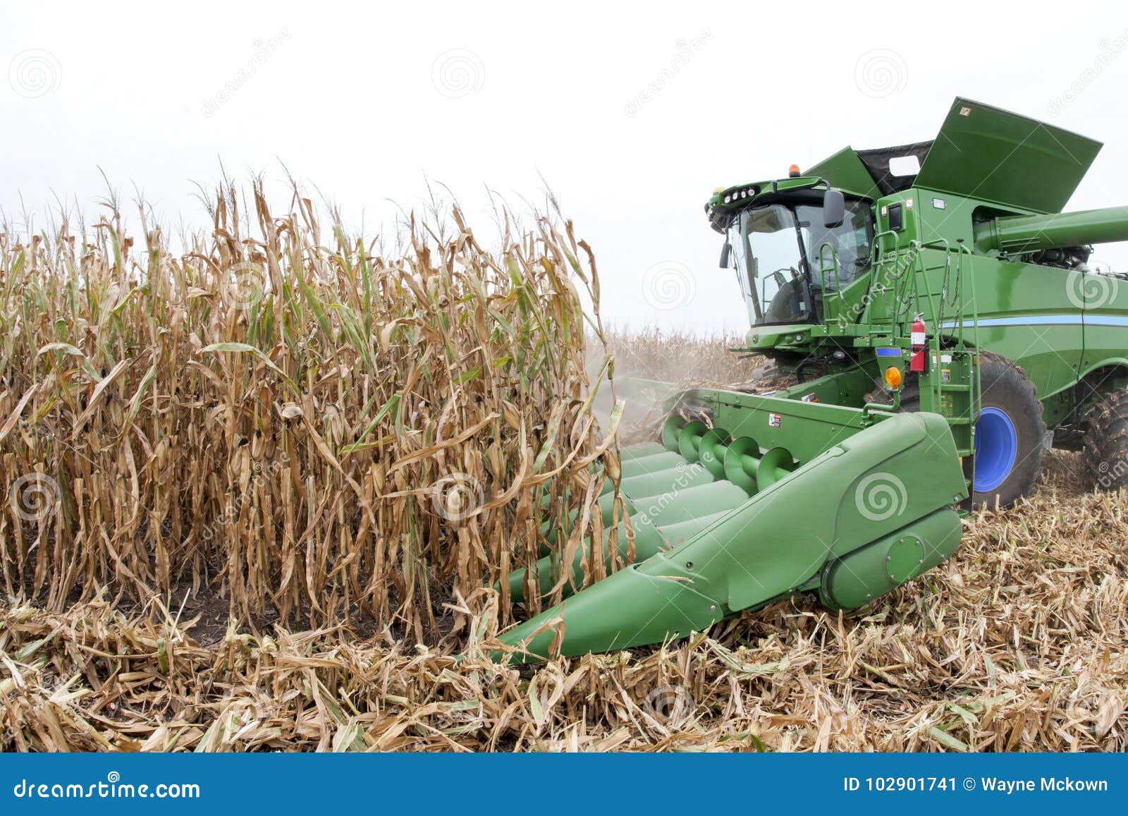 Fall field corn harvest stock image. Image of golden - 102901741