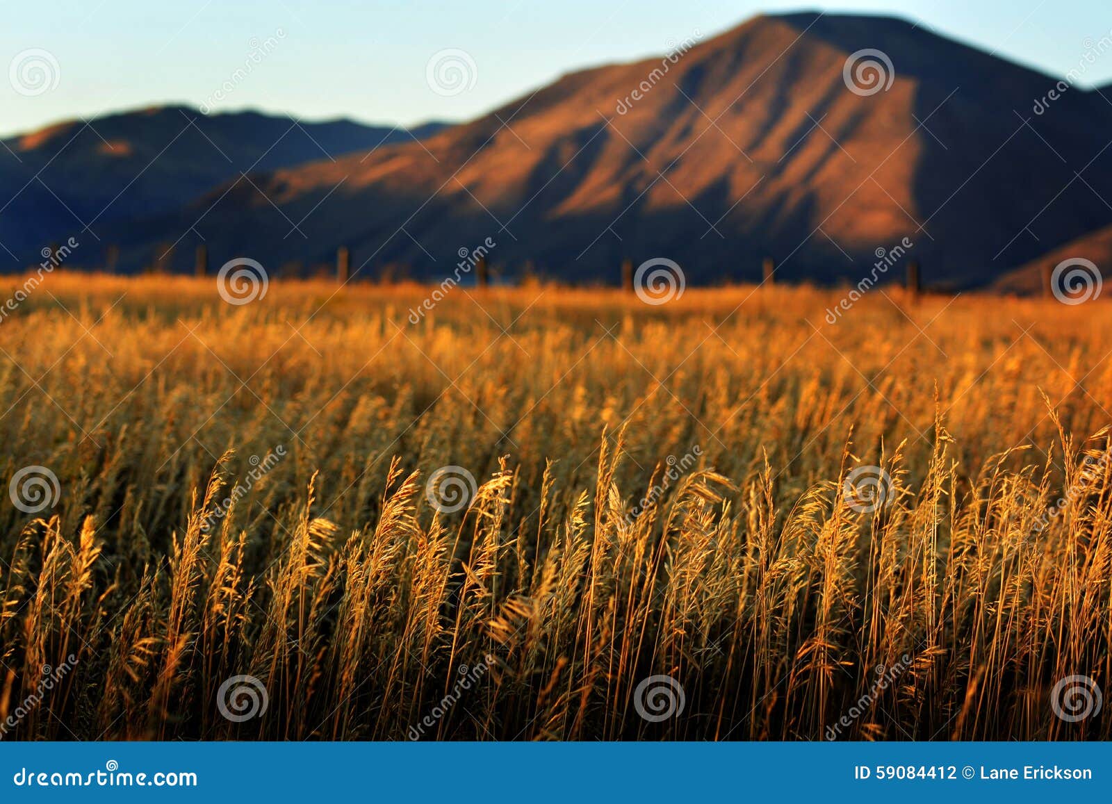 Fall Field Near Harvest with Mountains in Background Stock Photo ...
