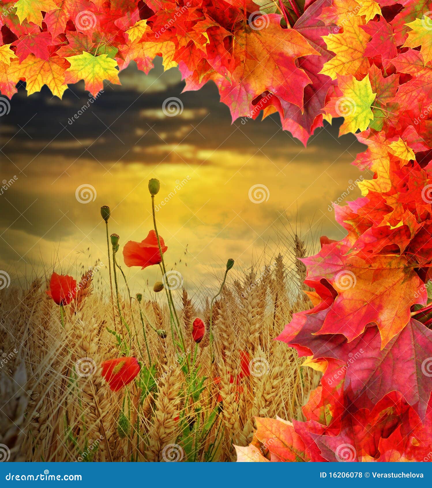 Fall field with poppies stock photo. Image of beautiful - 16206078